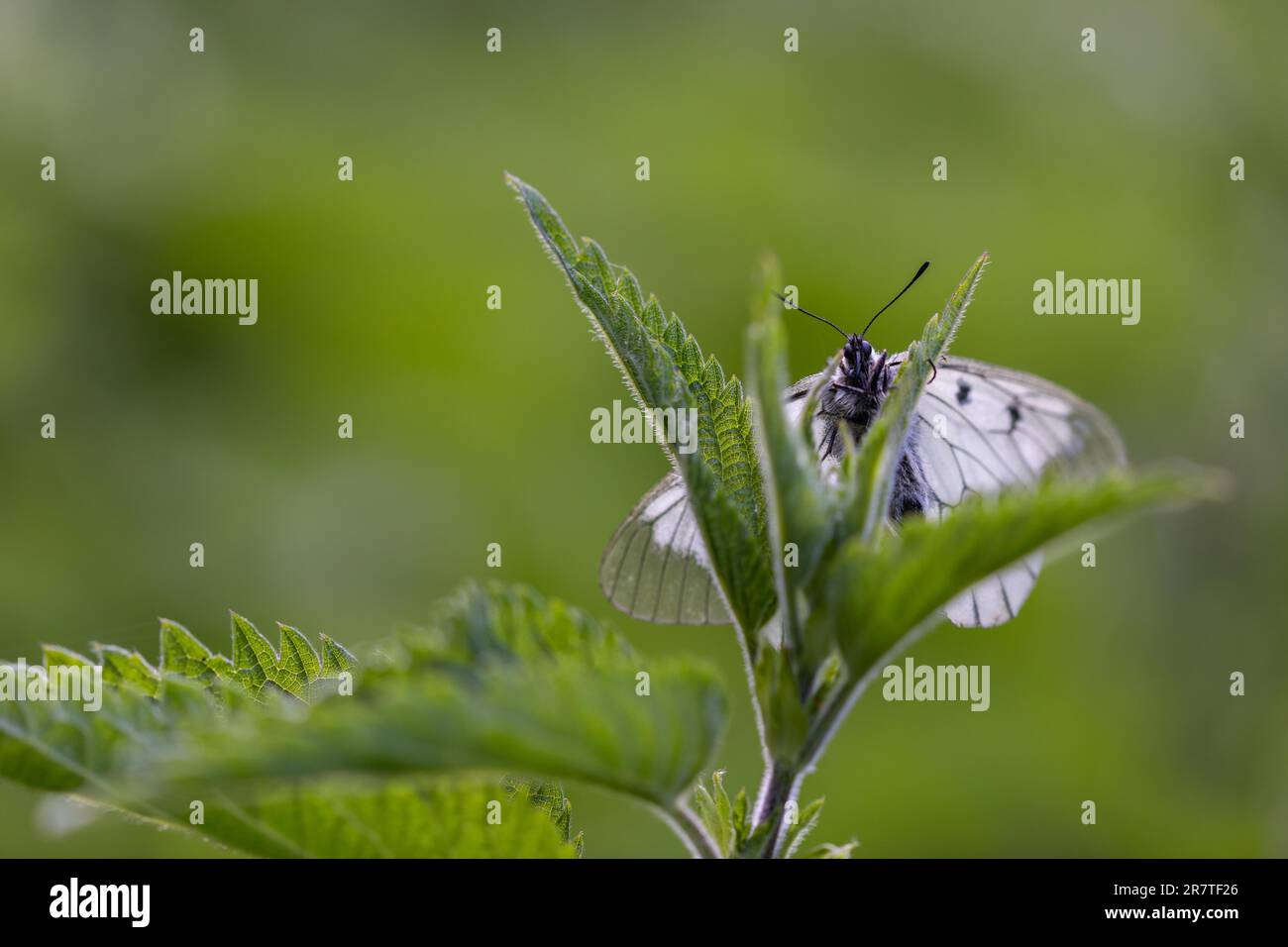 Clouded apollo (Parnassius mnemosyne), butterfly, spring, Schmeiental ...