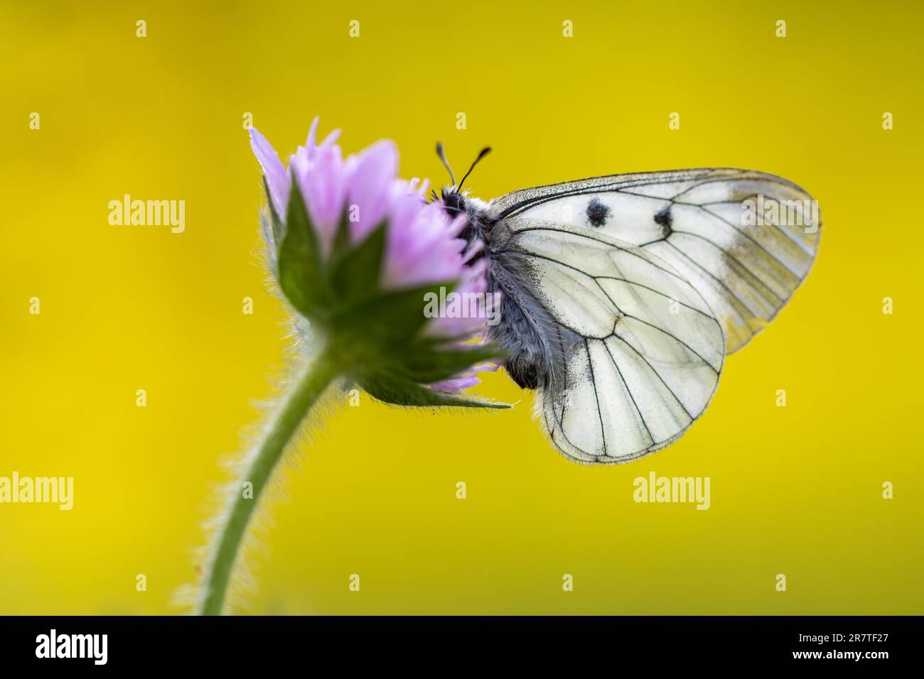 Clouded apollo (Parnassius mnemosyne) butterfly Stock Photo - Alamy