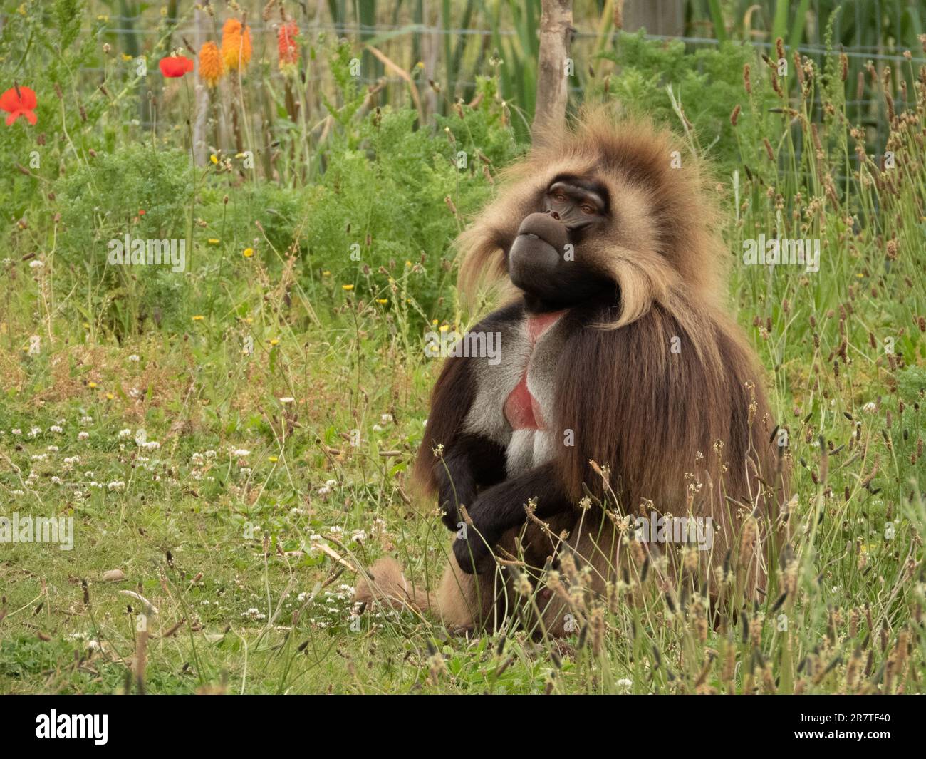 Also known as the bleeding-heart monkey, it’s a species of Old World ...