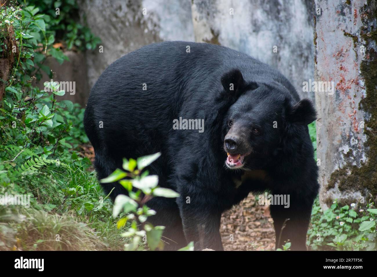 DARJEELING, INDIA, MAY 24: A Himalayan Black Bear at Padmaja Naidu Himalayan Zoological Park, in ...