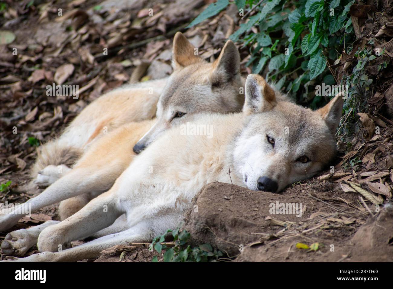 DARJEELING, INDIA, MAY 24: Pair of Himalayan fox takes a nap at Padmaja ...