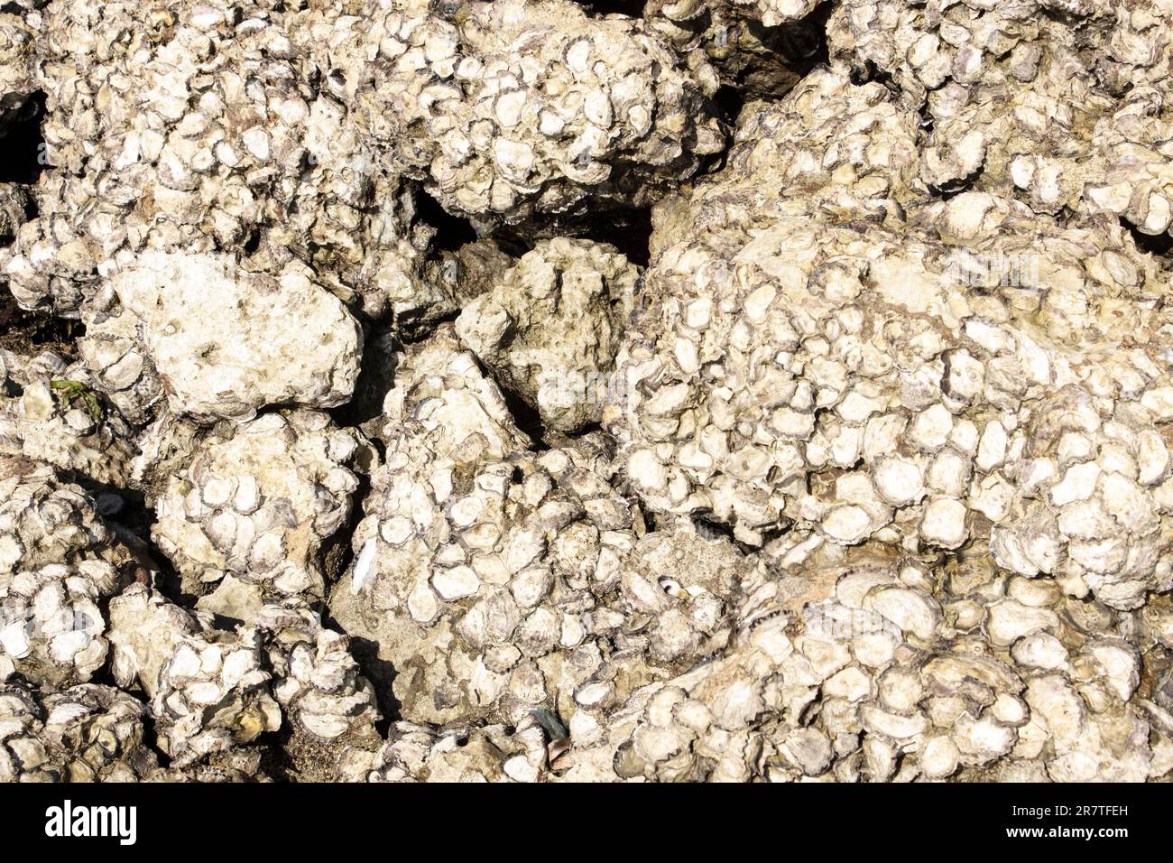 Striostrea margaritacea hi-res stock photography and images - Alamy