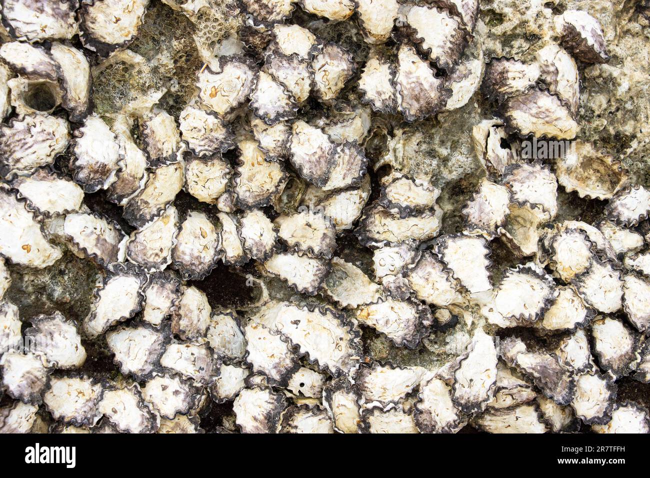 Sand Oysters form dense clusters on the rocks and coral at the high ...