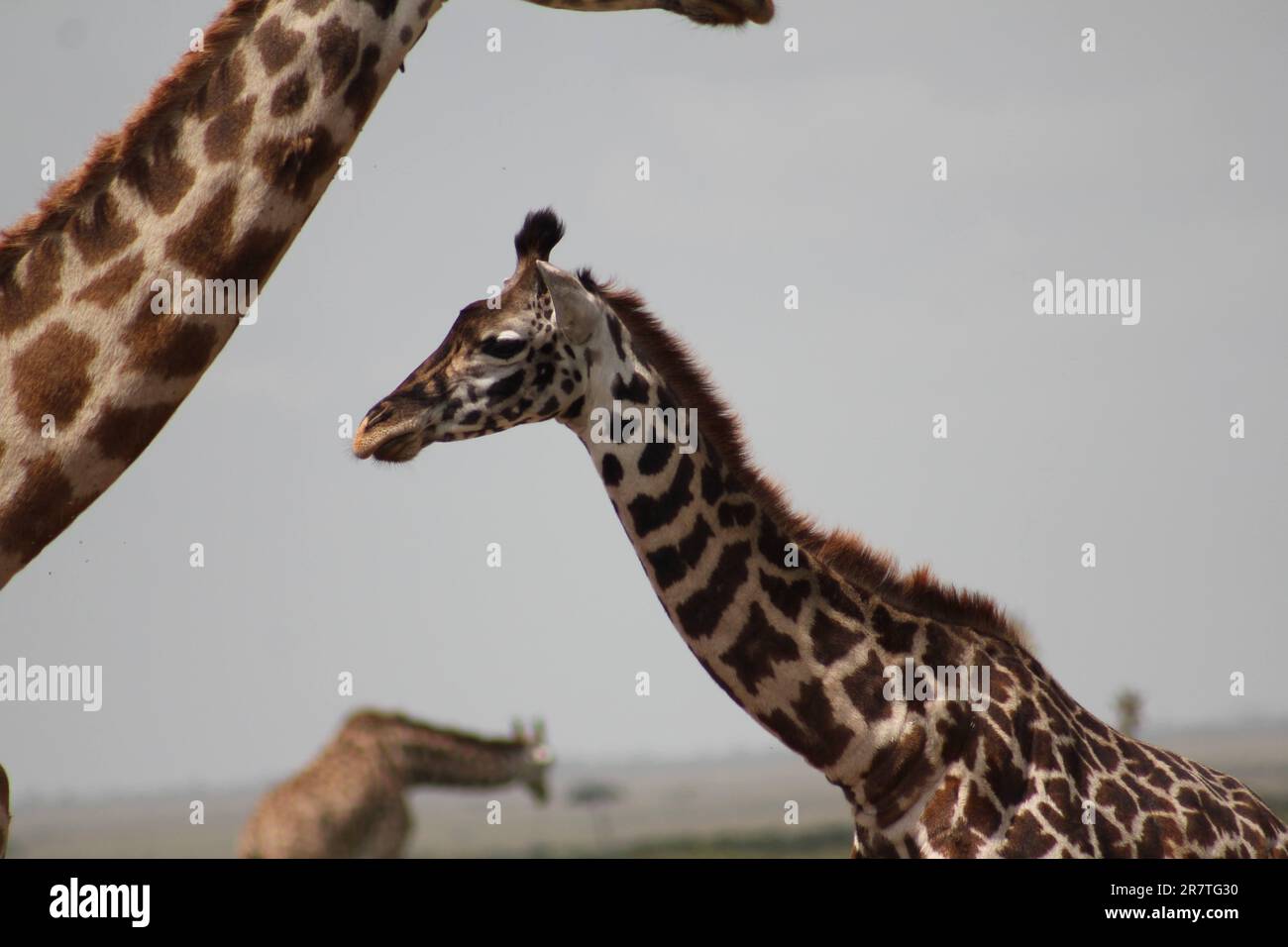 Two majestic Maasai giraffes standing in open grassland, their long ...