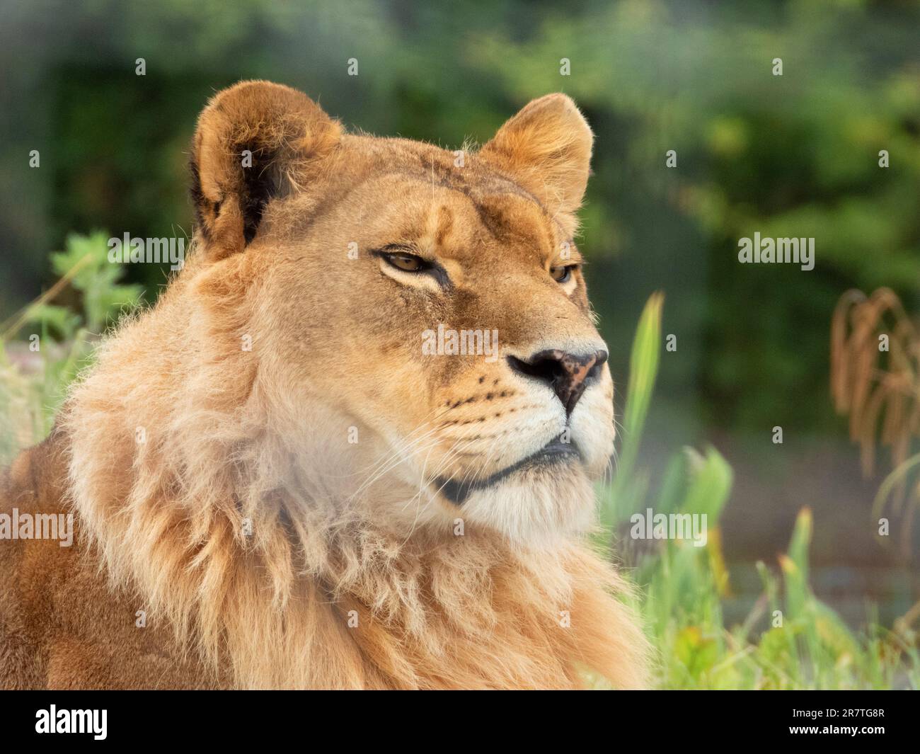 Neck mane hi-res stock photography and images - Alamy
