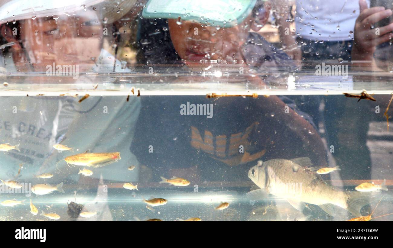 Fish caught in a net is shown in a water tank during the "Sakana-no ...