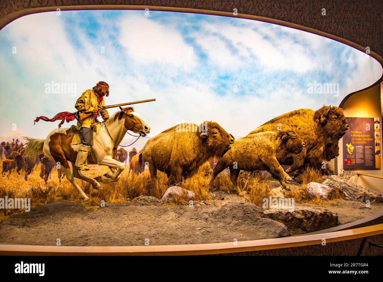 Diorama of a buffalo hunt, Manitoba Museum, Winnipeg, Manitoba, Canada ...