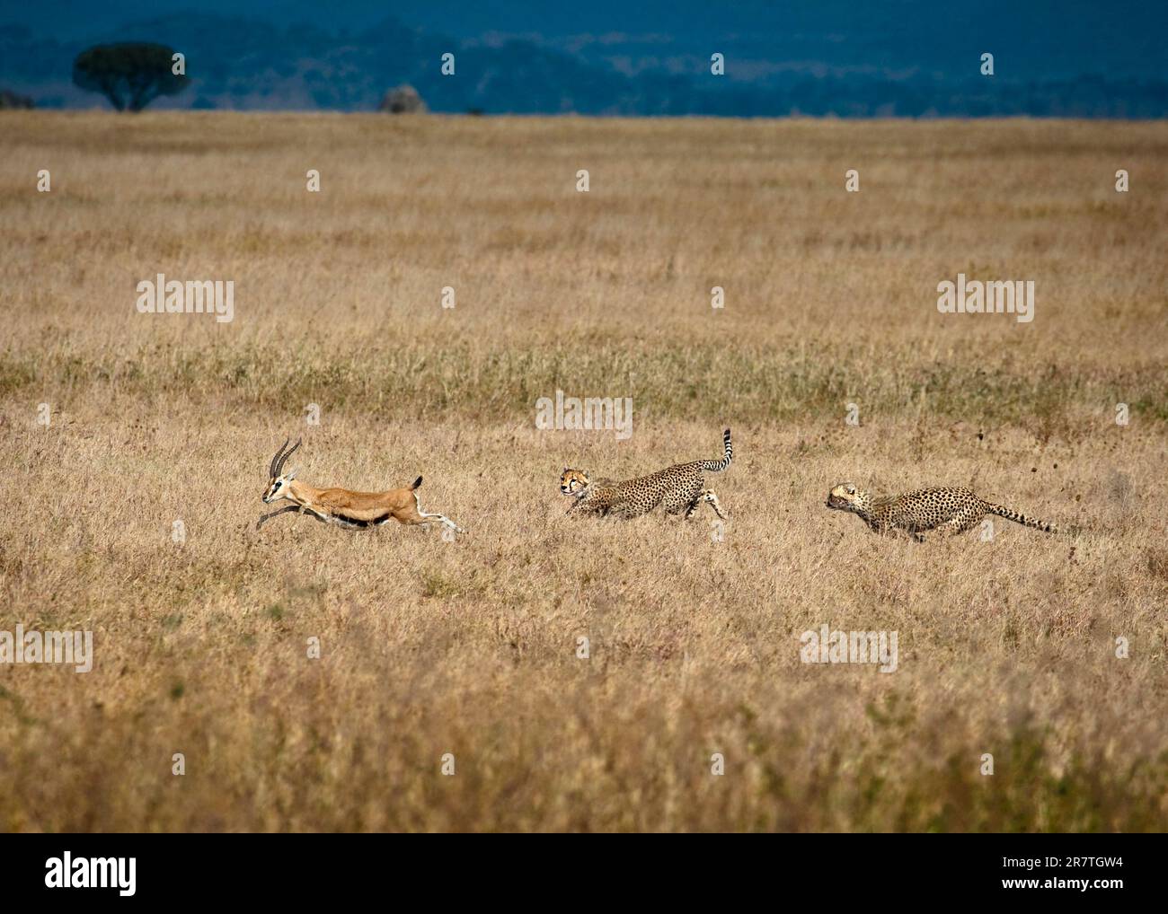 Cheetahs chasing springbok hi-res stock photography and images - Alamy