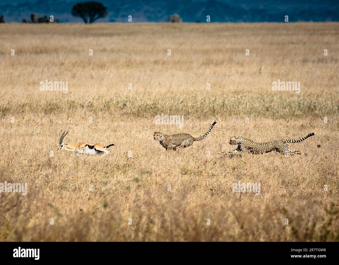 Cheetahs chasing springbok hi-res stock photography and images - Alamy