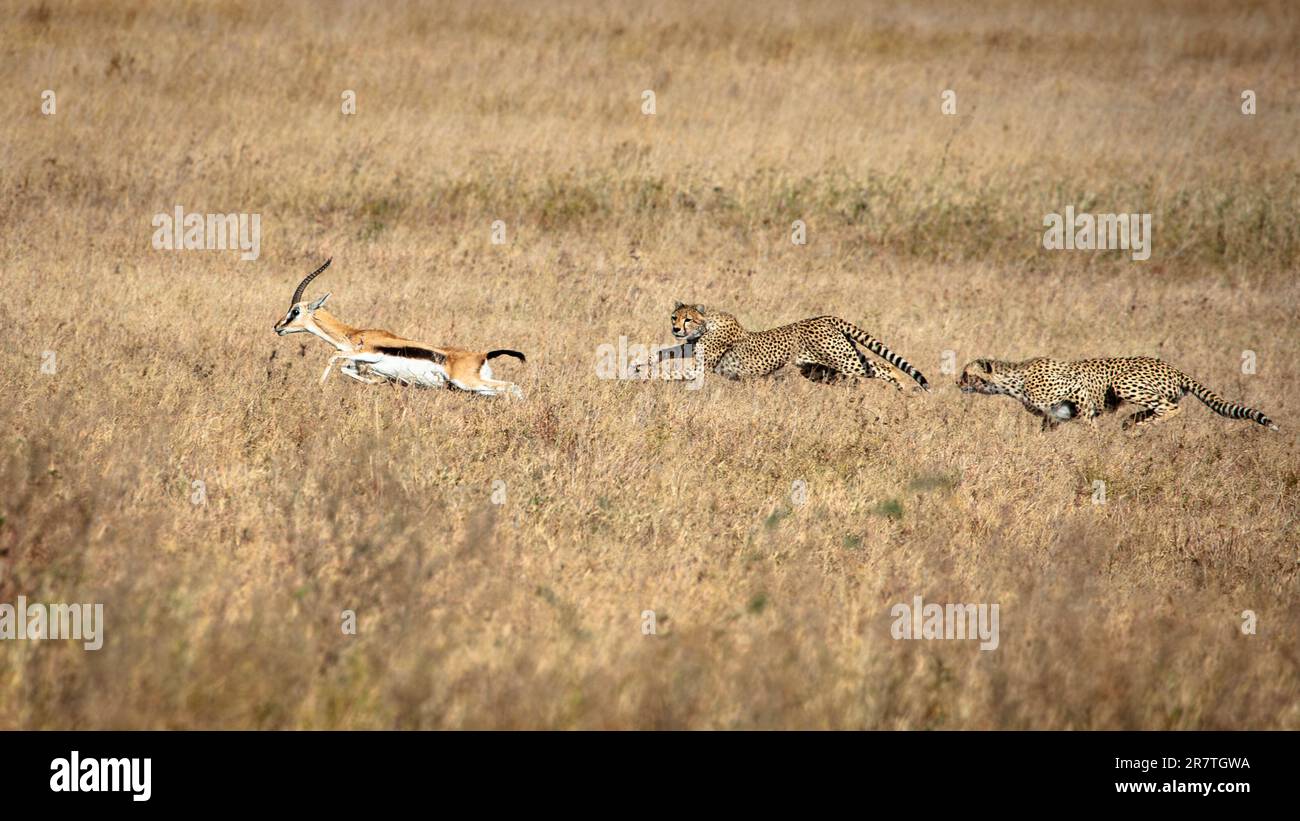 Cheetahs chasing springbok hi-res stock photography and images - Alamy