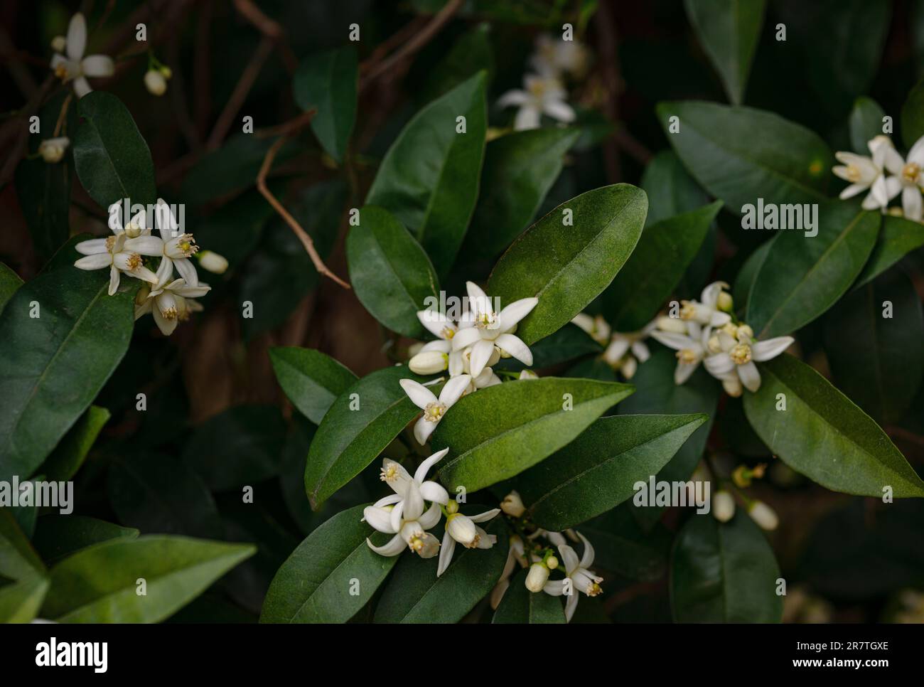 Blossoming orange flowers in the garden. cloudy spring day in Antalya ...