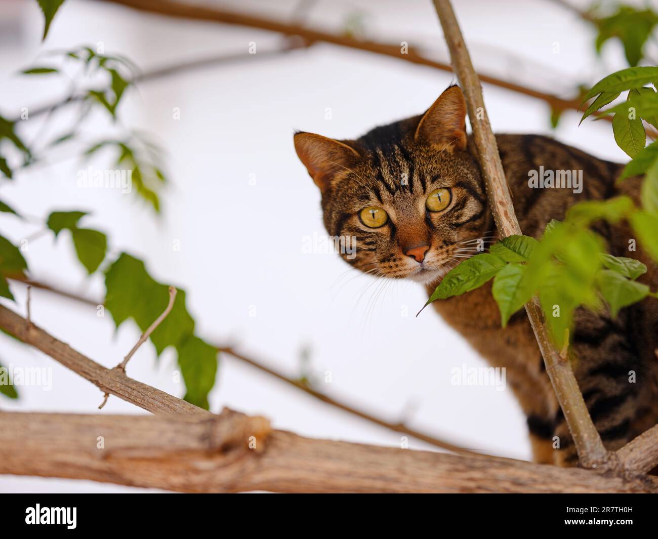 cute tabby cat climbed fence wall over tree in summer garden and looks ...
