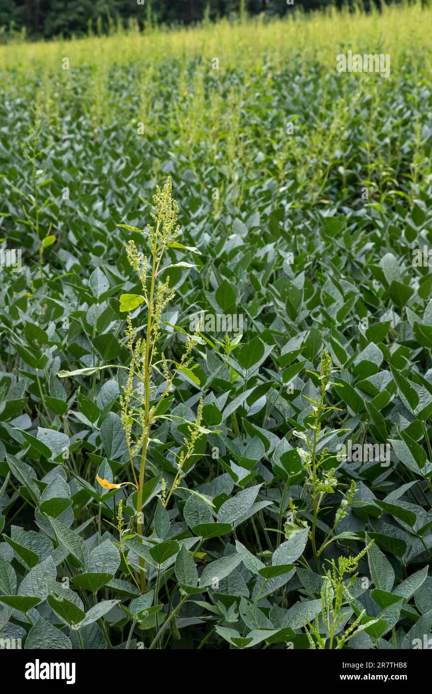 Amaranth Weed
