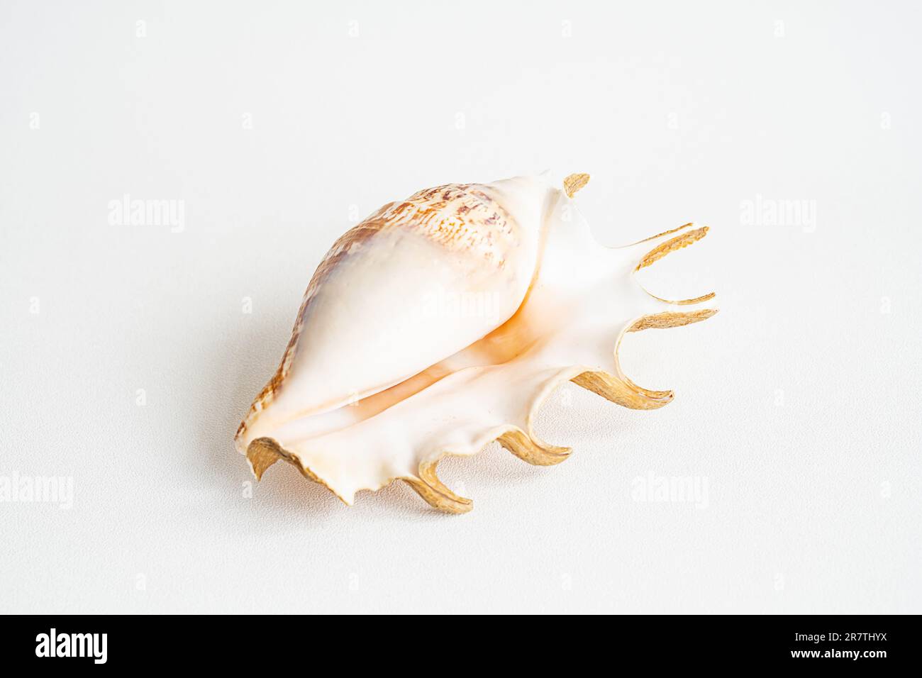 Seashell aesthetic. Minimalistic still life of sea shell Stock Photo ...