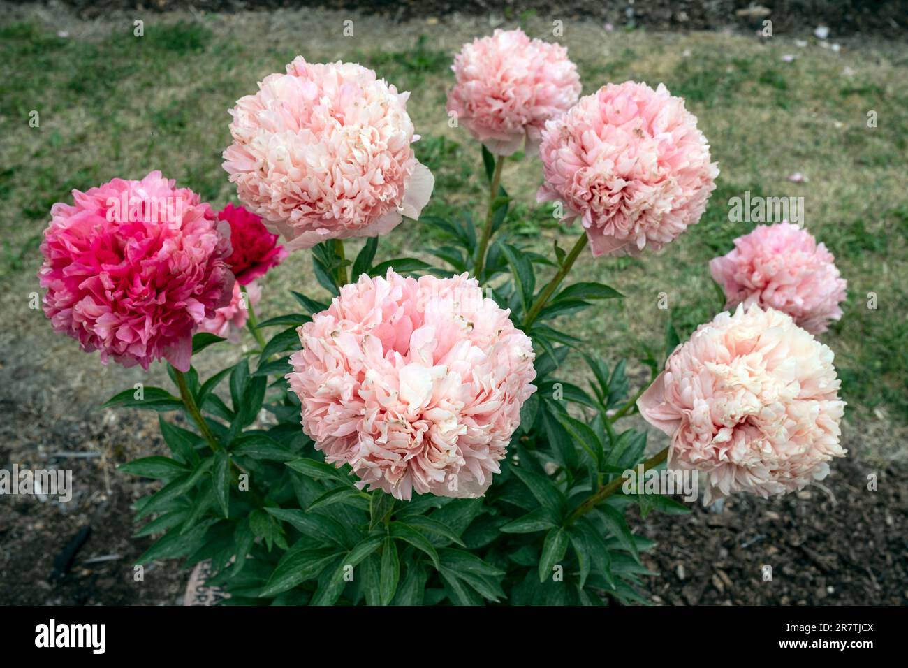 Different colored peonies hi-res stock photography and images - Alamy
