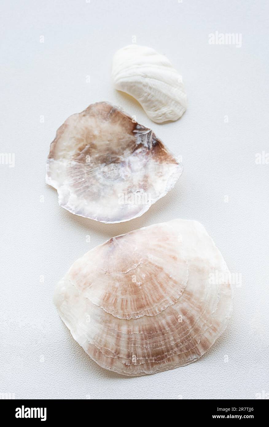 Seashells aesthetic. Minimalistic still life of sea shells Stock Photo ...