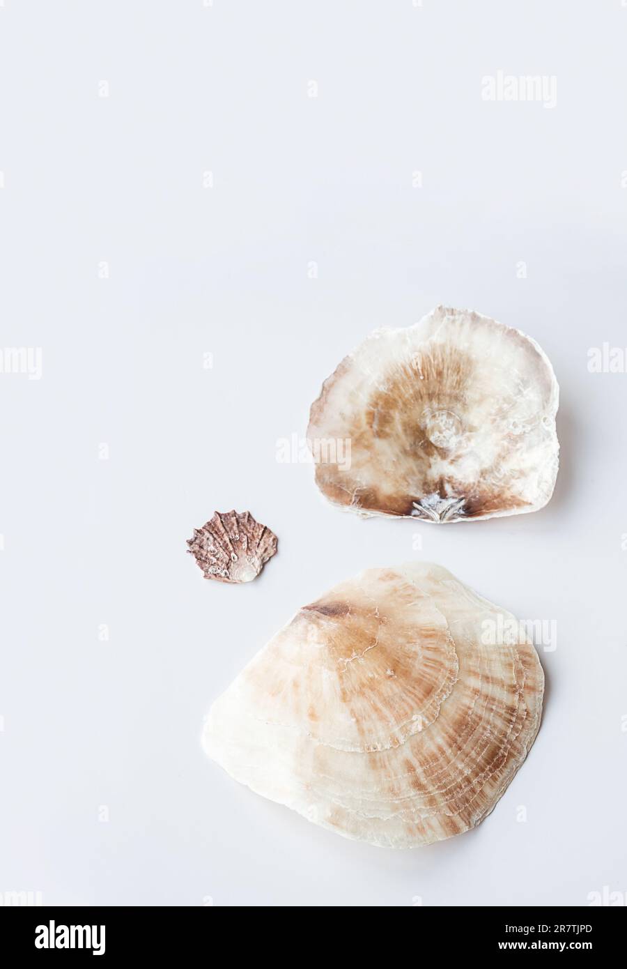 Seashells aesthetic. Minimalistic still life of sea shells Stock Photo ...