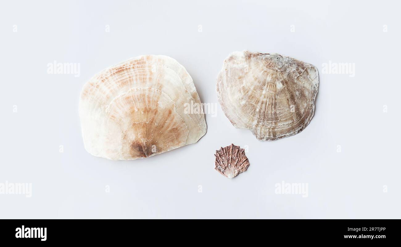 Seashells aesthetic. Minimalistic still life of sea shells Stock Photo ...