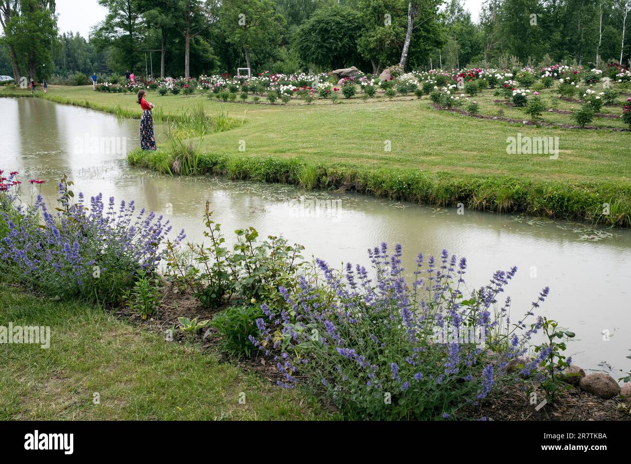 Different colored peonies hi-res stock photography and images - Alamy