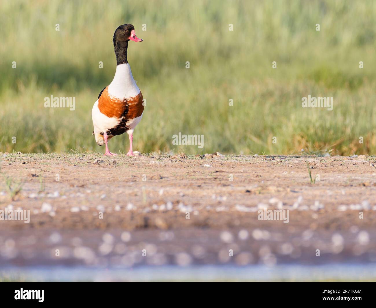 Female shelduck hi-res stock photography and images - Alamy