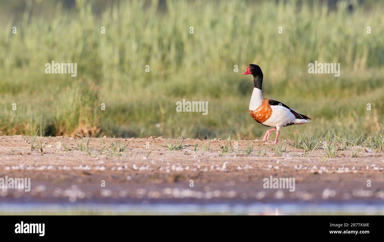 Common shelduck (Tadorna tadorna) male Stock Photo - Alamy