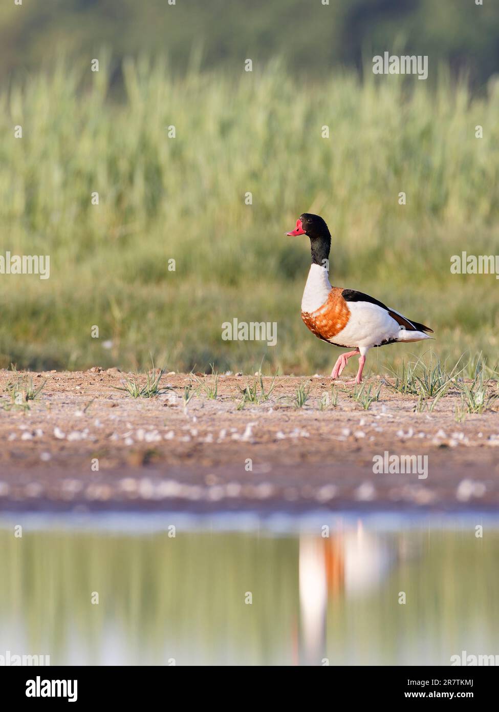 Common shelduck (Tadorna tadorna) male Stock Photo - Alamy