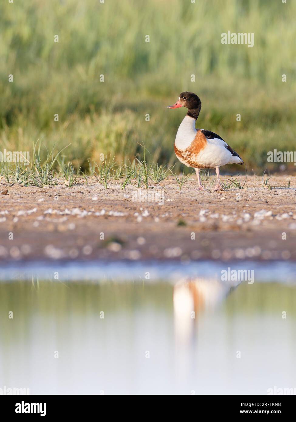 Female shelduck hi-res stock photography and images - Alamy