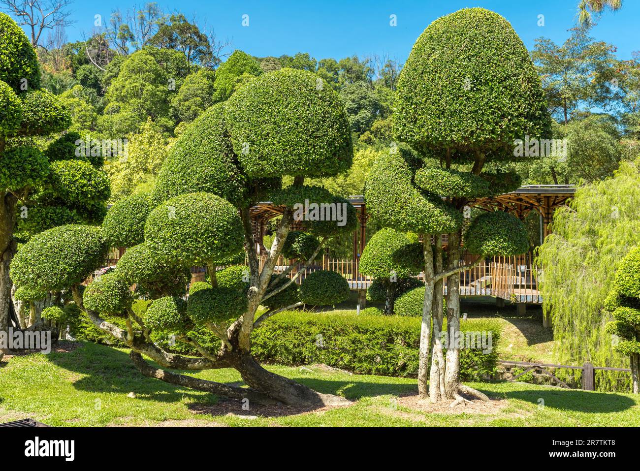 Topiary of boxwood in the Perdana Botanical Gardens, a large-scale ...