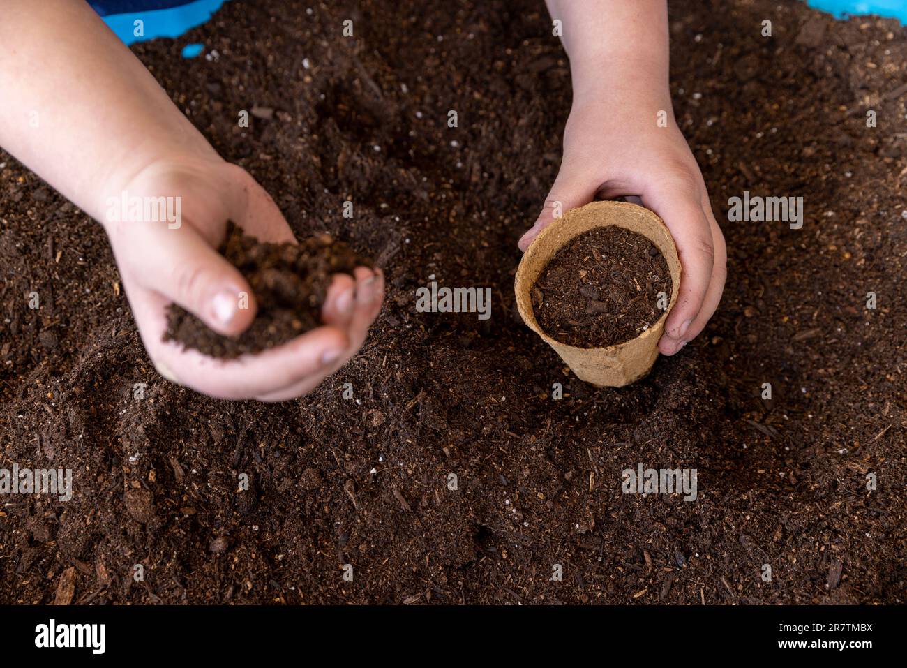 Child's hands filling a peat pot with soil in preparation for planting ...