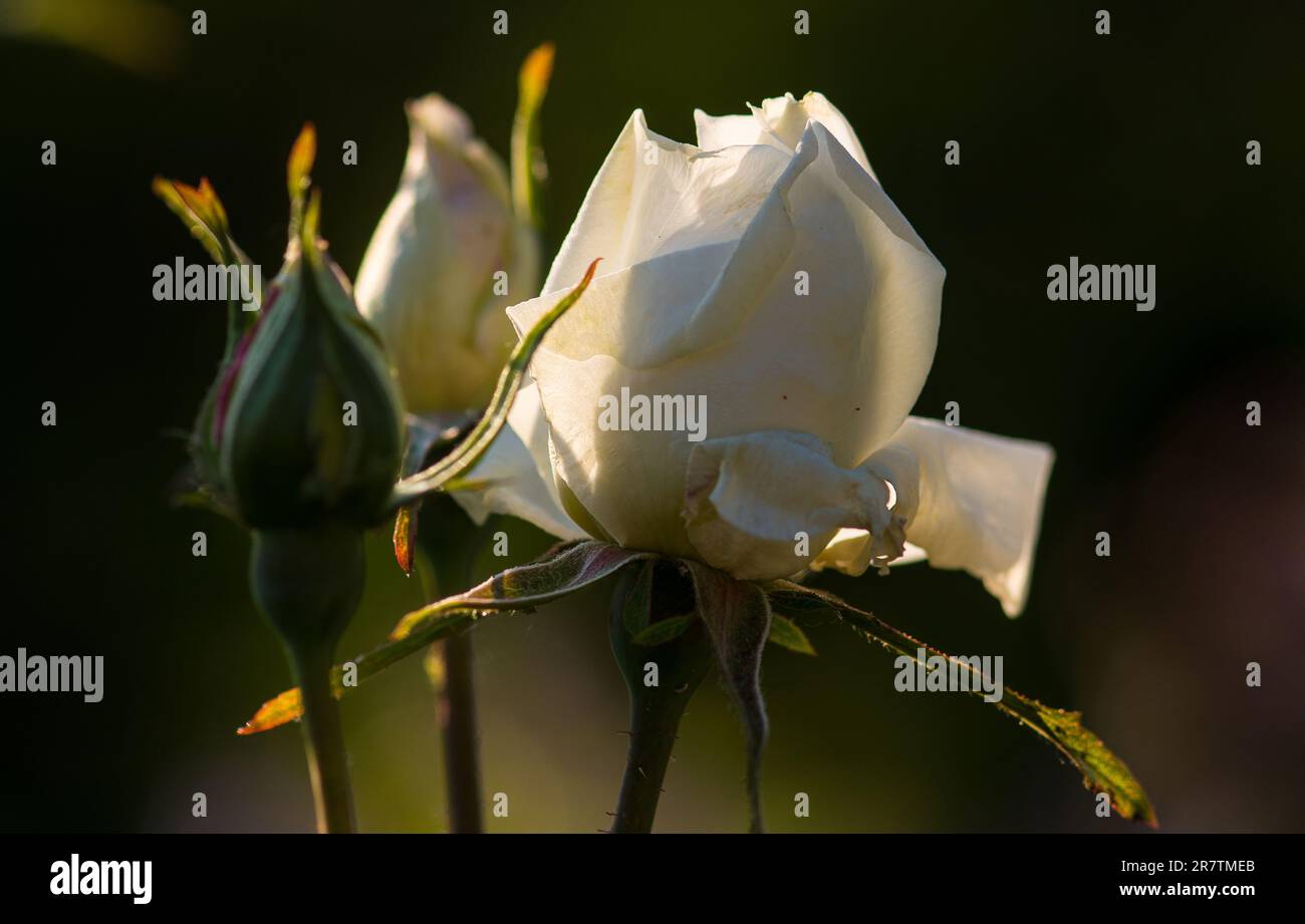 Delightful garden display hi-res stock photography and images - Alamy