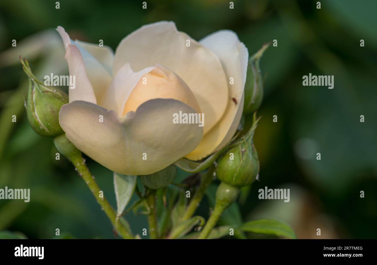 Sublime white roses hi-res stock photography and images - Alamy
