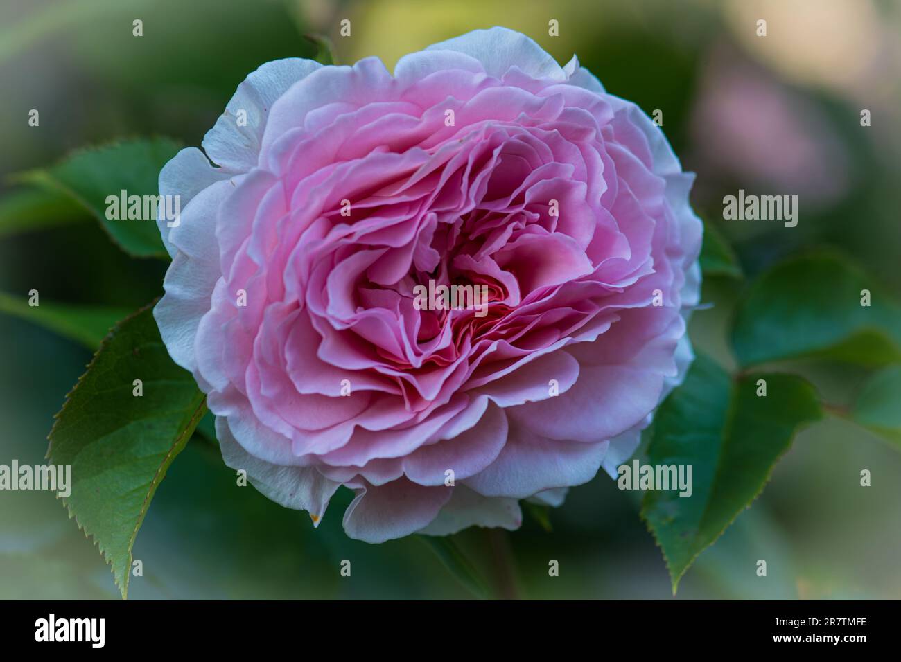 Beauty of plant forms hi-res stock photography and images - Alamy