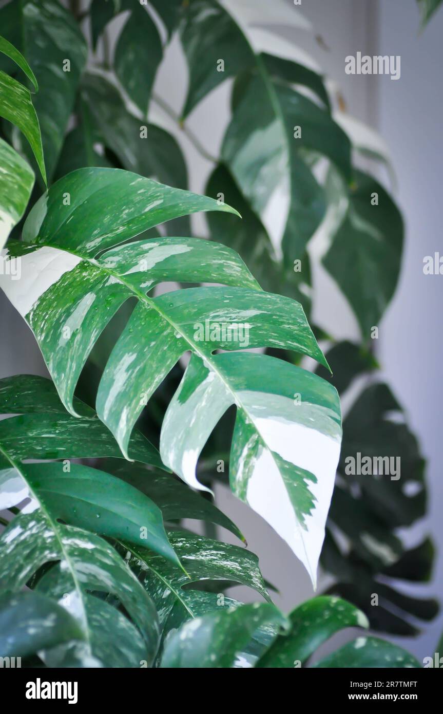 Epipremnum, Epipremnum Pinnatum Variegata or Epipremnum pinnatum ...