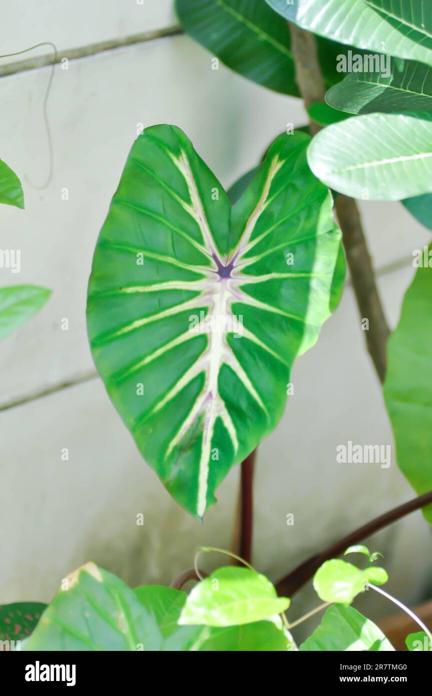 Colocasia variegated, Colocasia esculenta Nancys Revenge or colocasia ...
