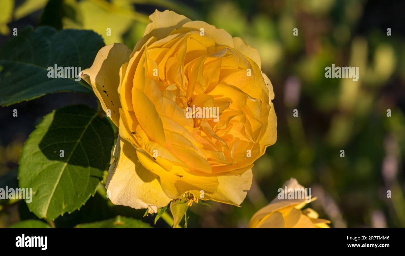 Rose color palette hi-res stock photography and images - Alamy