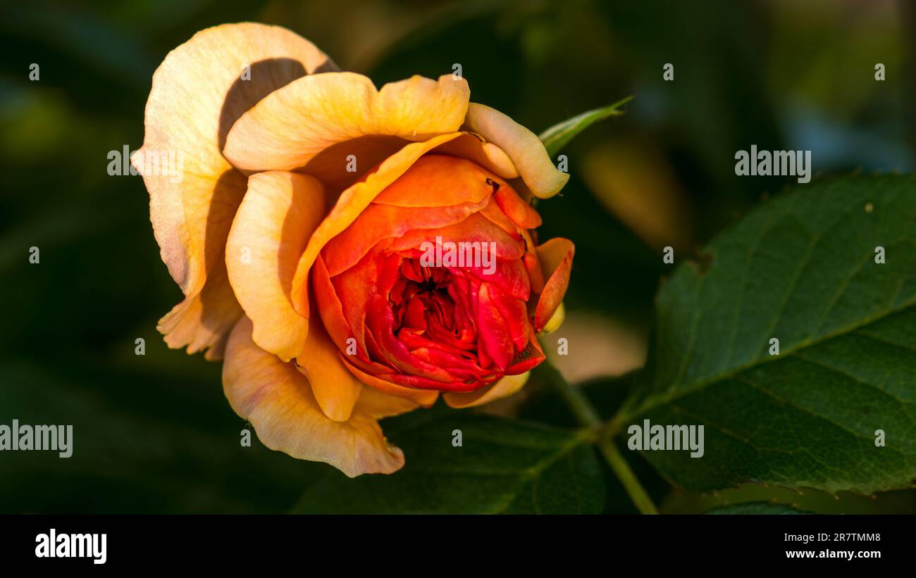 Rose color palette hi-res stock photography and images - Alamy