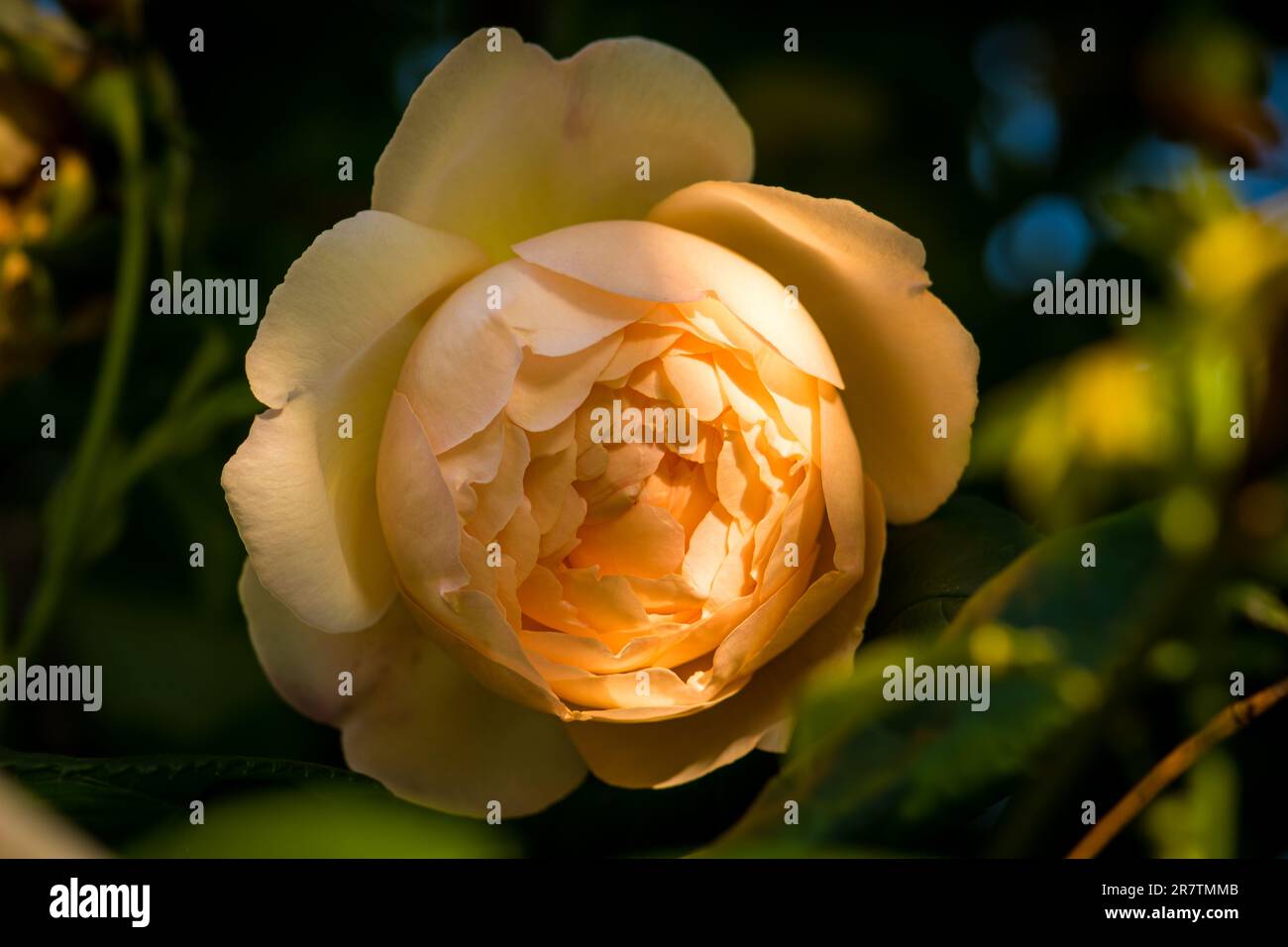 Rose color palette hi-res stock photography and images - Alamy