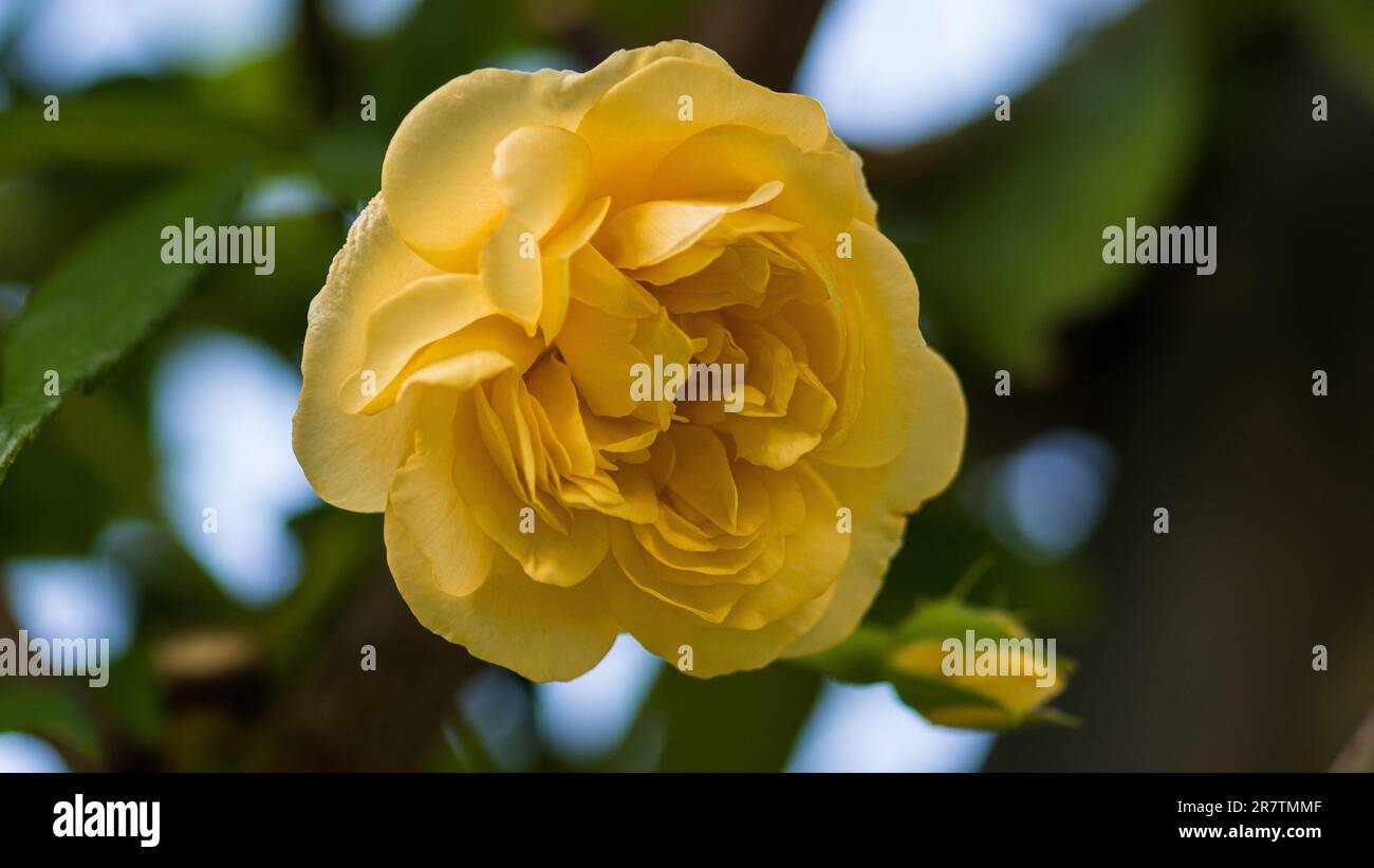 Rose color palette hi-res stock photography and images - Alamy