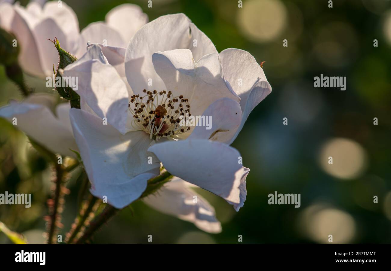 White Roses a garden treasure Stock Photo - Alamy