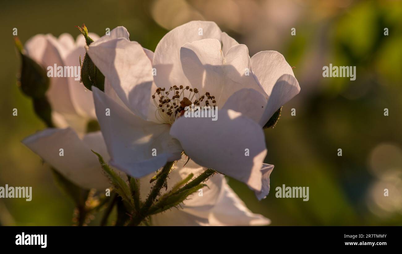 White Roses a garden treasure Stock Photo - Alamy