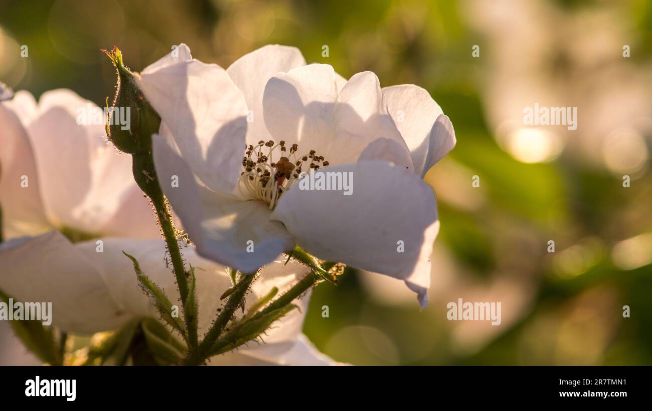 White Roses a garden treasure Stock Photo - Alamy