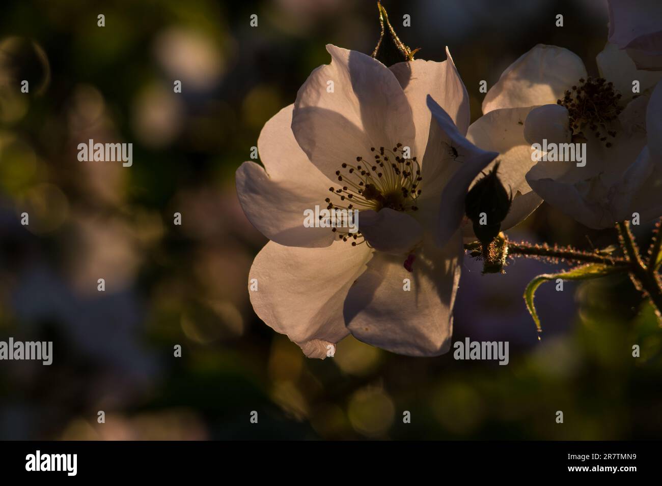 White Roses a garden treasure Stock Photo - Alamy