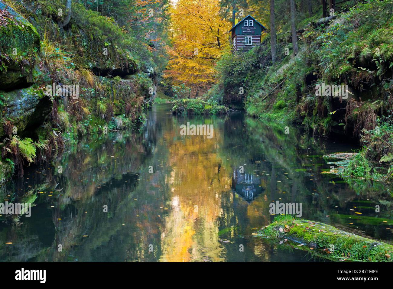 Autumn in the Edmundsklamm gorge with the river Kamenice (German ...