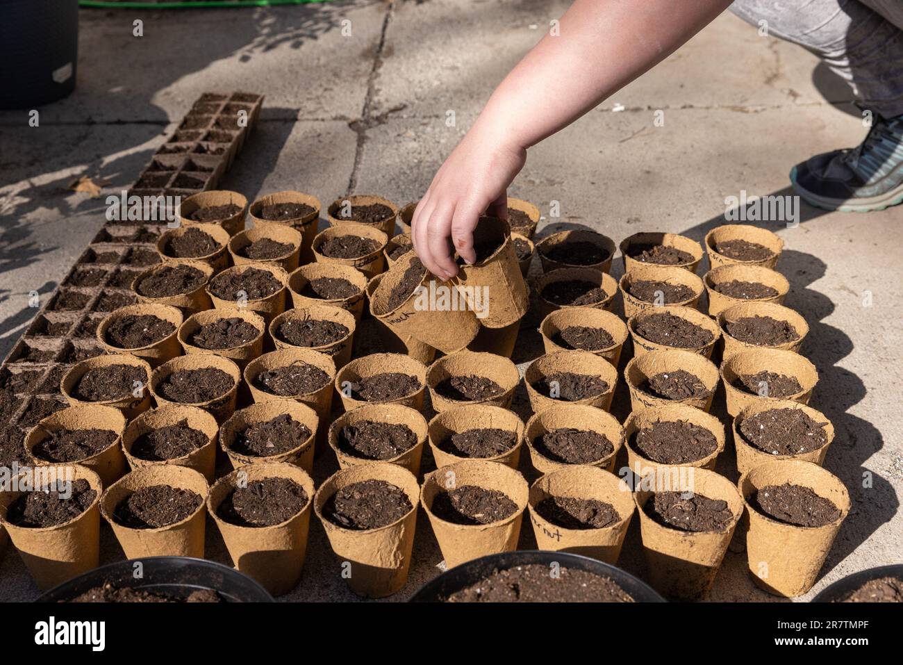 Person grabbing seeds and soil in small peat pots to plant Stock Photo ...
