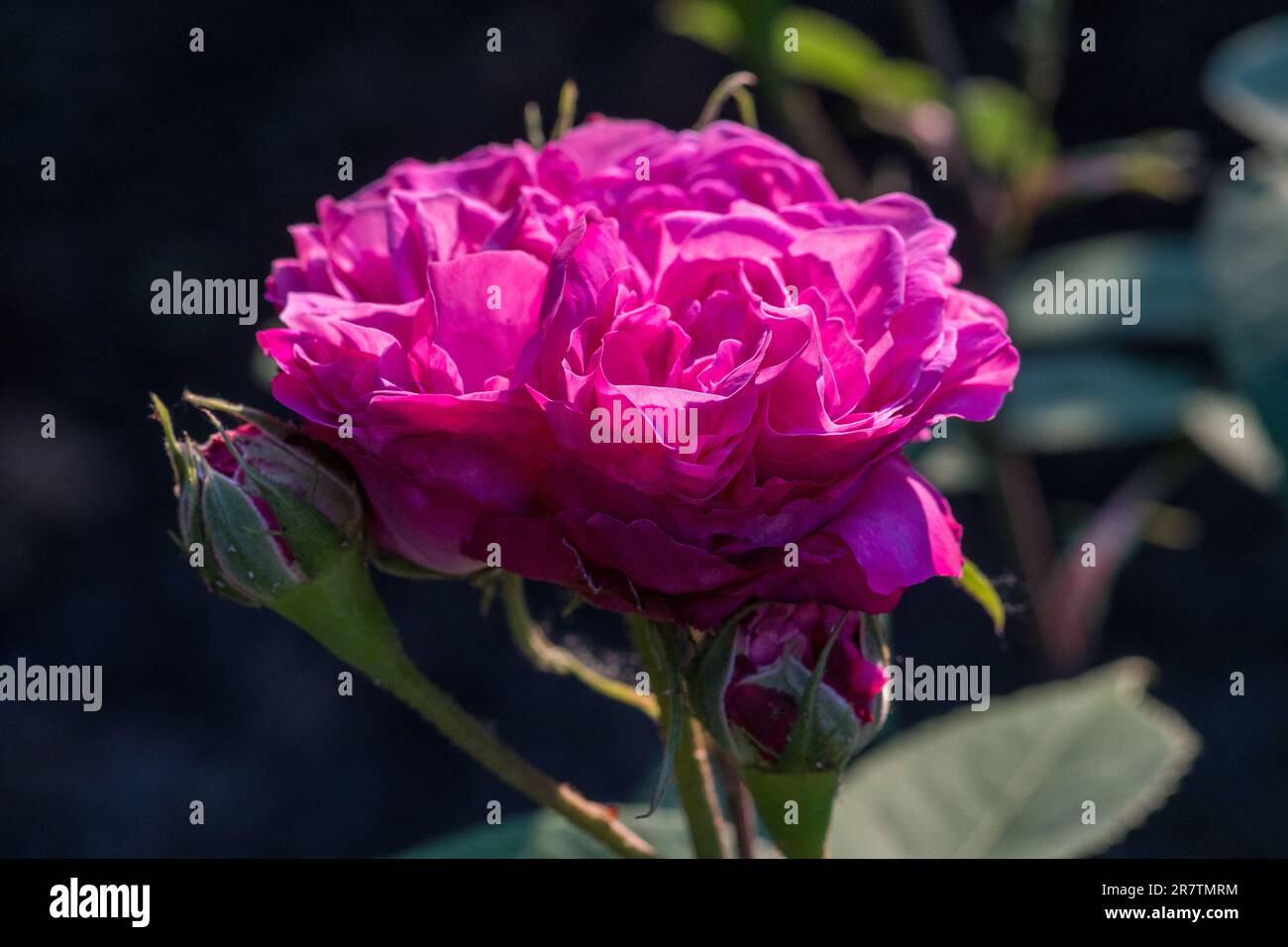 Beautifull isolated flower Stock Photo - Alamy