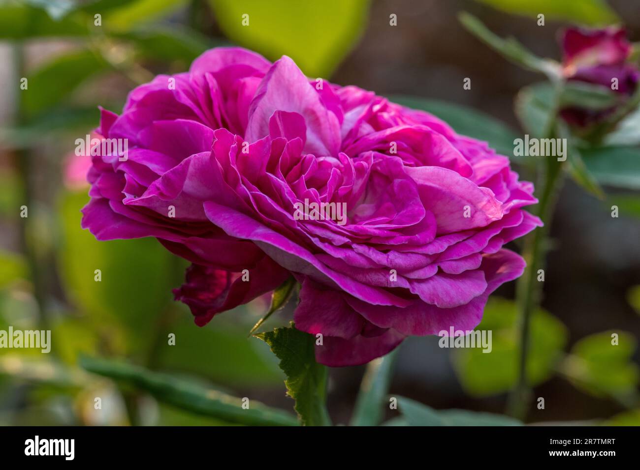 Isolated floral forms hi-res stock photography and images - Alamy