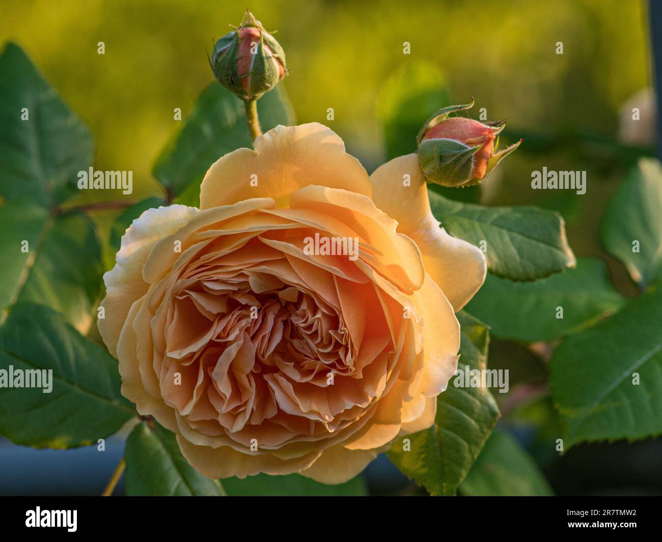 Yellow single rose Stock Photo - Alamy