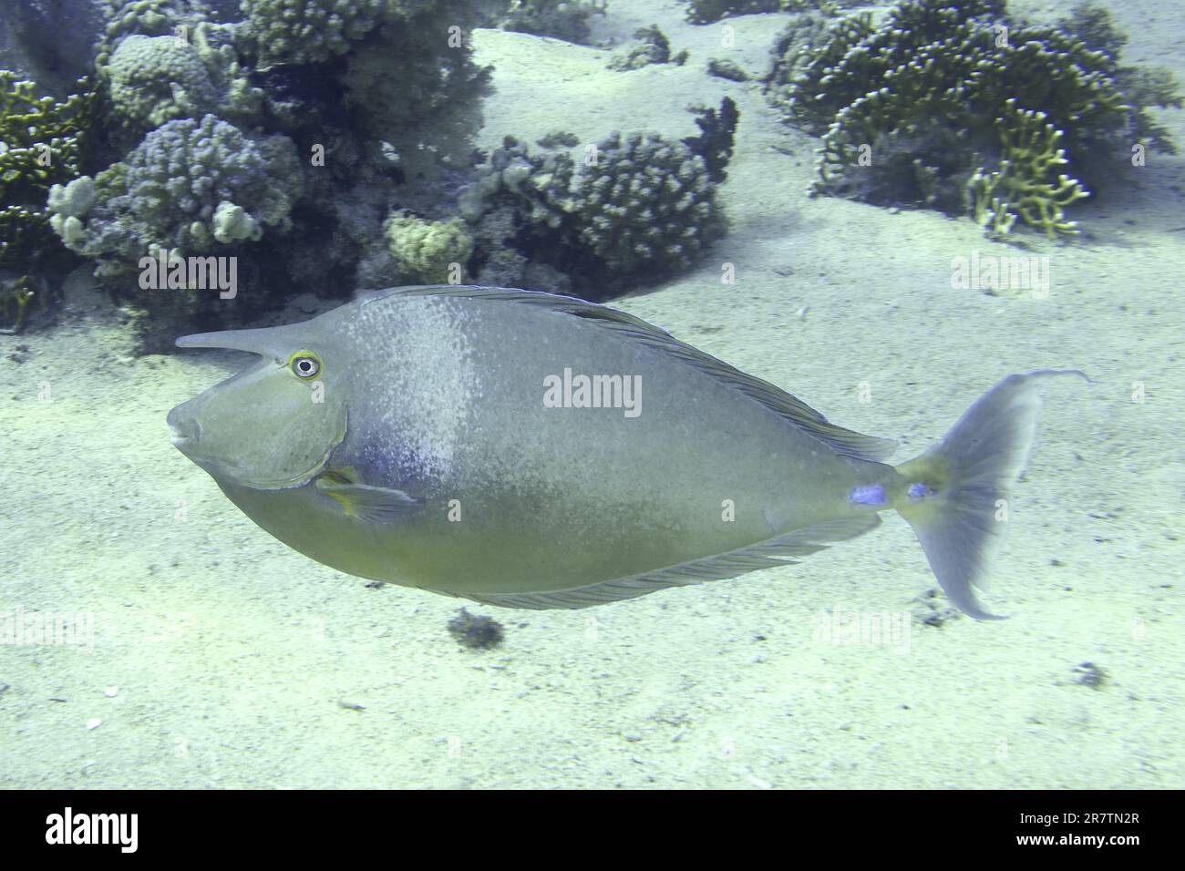 Bluespine unicornfish (Naso unicornis), Ras Mohammed National Park dive ...