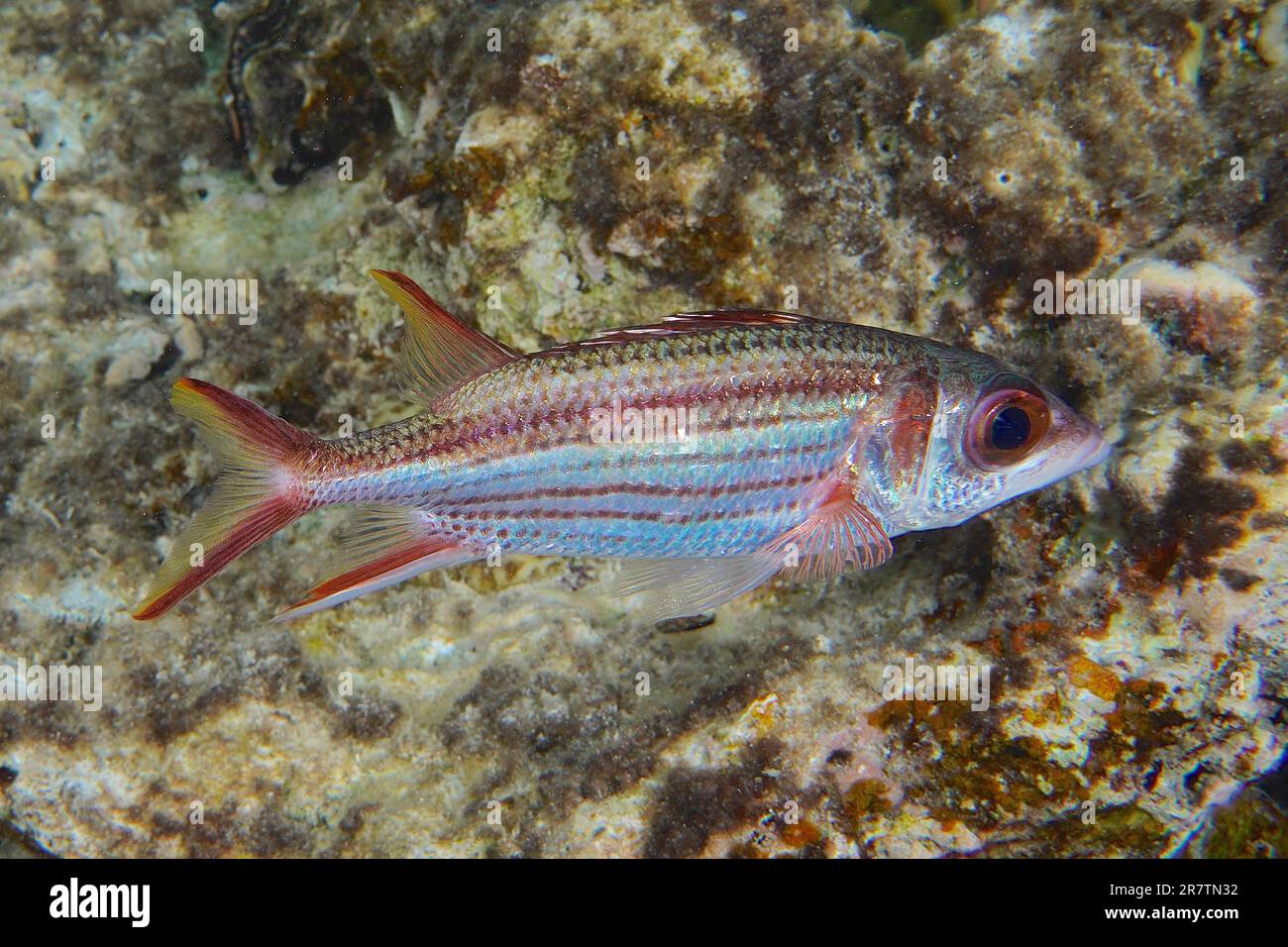 Blood spot hussar (Neoniphon sammara), House reef dive site, Mangrove ...