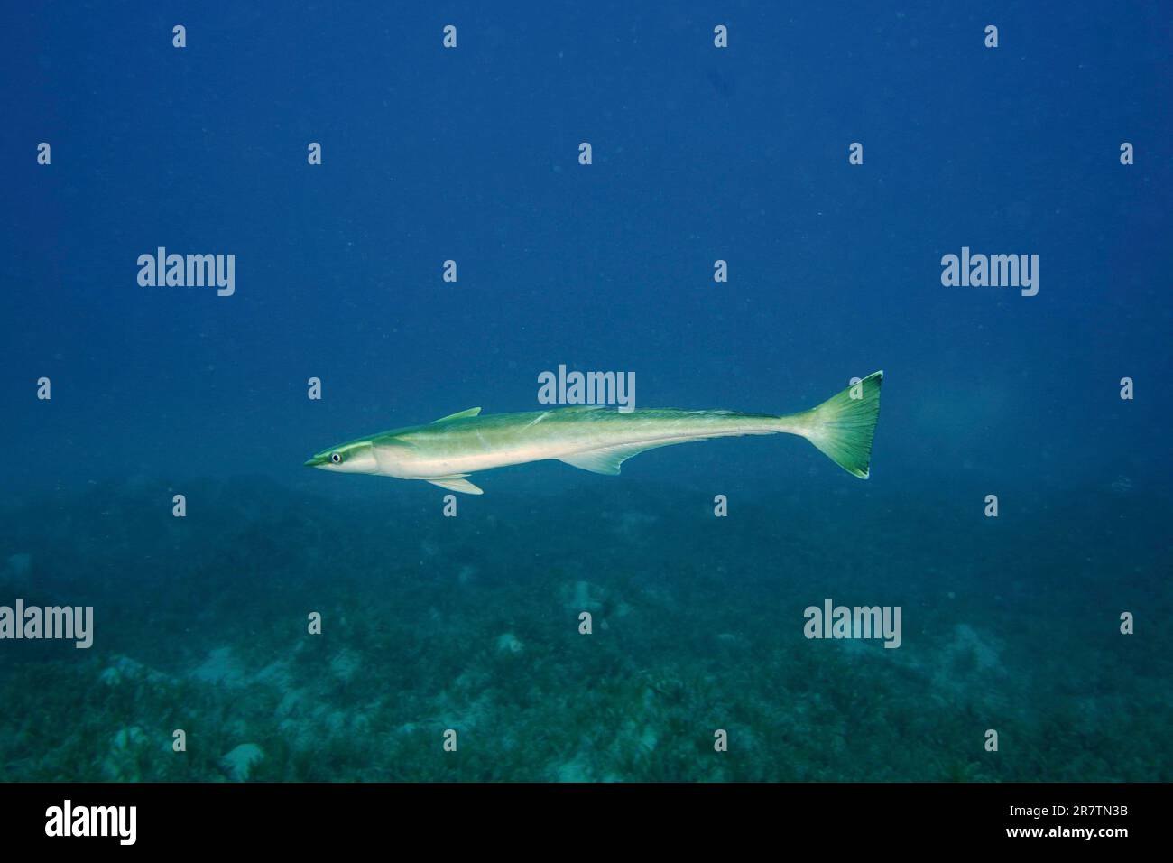 Free floating common remora (Remora remora), Marsa Shona reef dive site ...